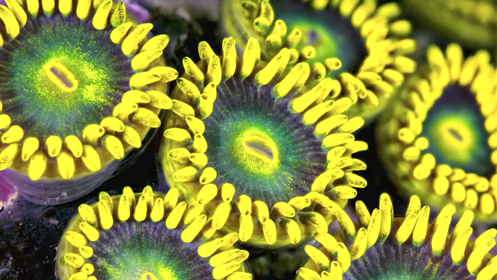 CHASING CORAL (2017): New Trailer For Documentary About Vanishing Coral ...