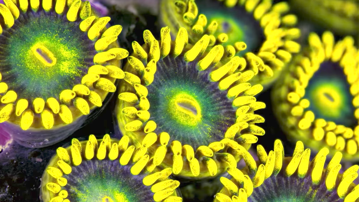 CHASING CORAL (2017): New Trailer For Documentary About Vanishing Coral ...