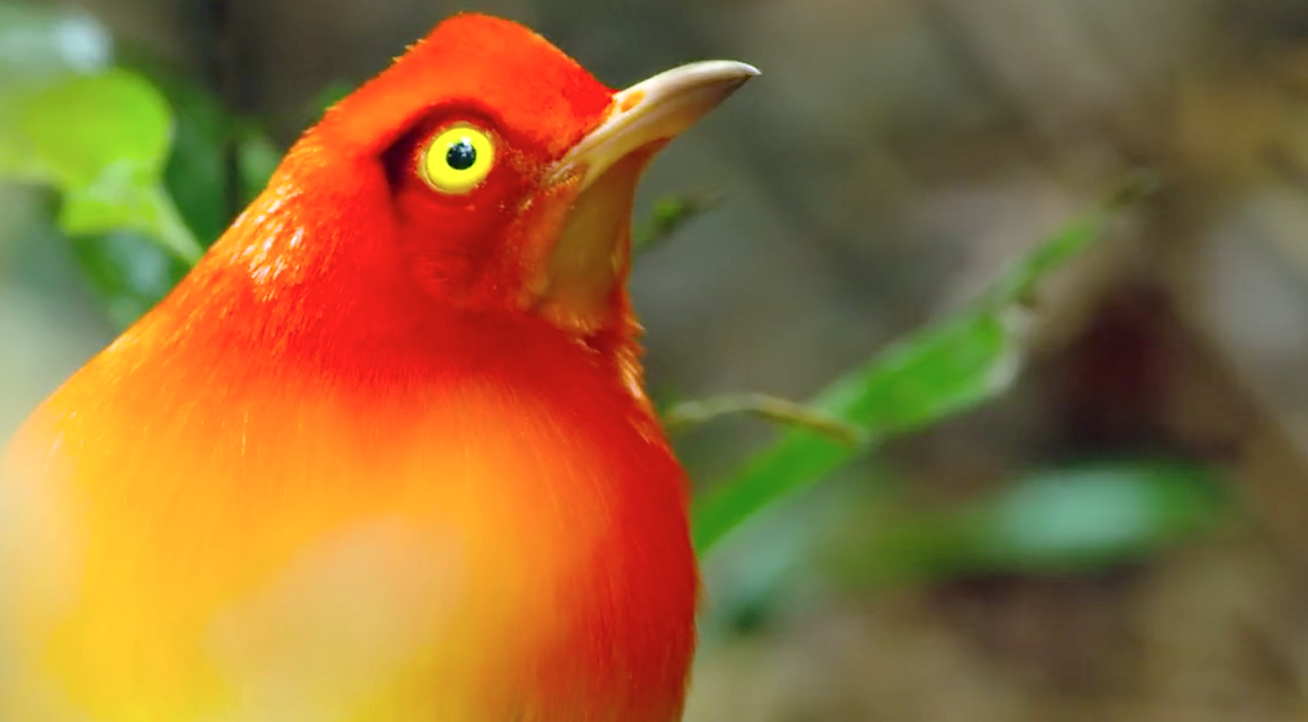 DANCING WITH THE BIRDS (2019): The Stunning Birds In Netflix Birds Of ...