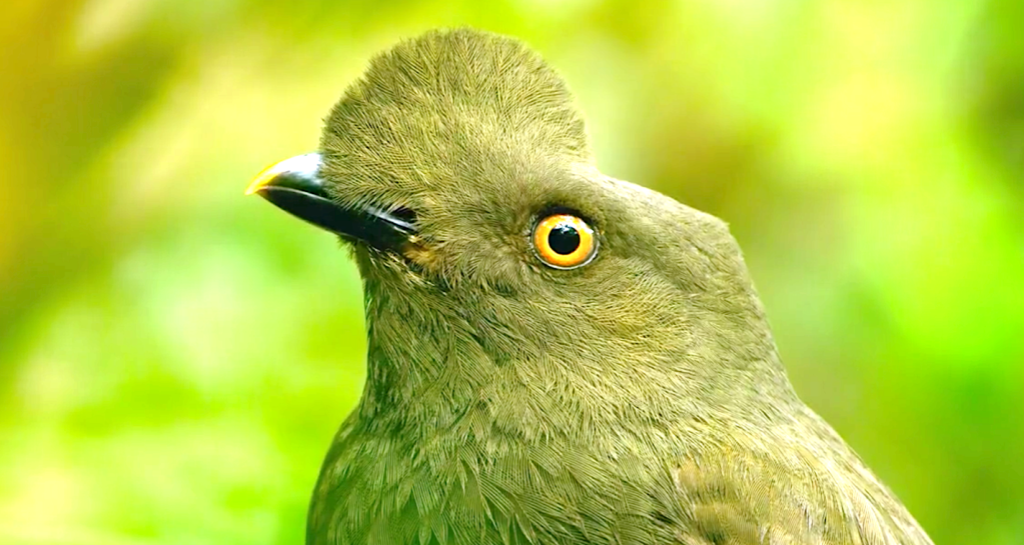 DANCING WITH THE BIRDS (2019): The Stunning Birds In Netflix Birds Of ...
