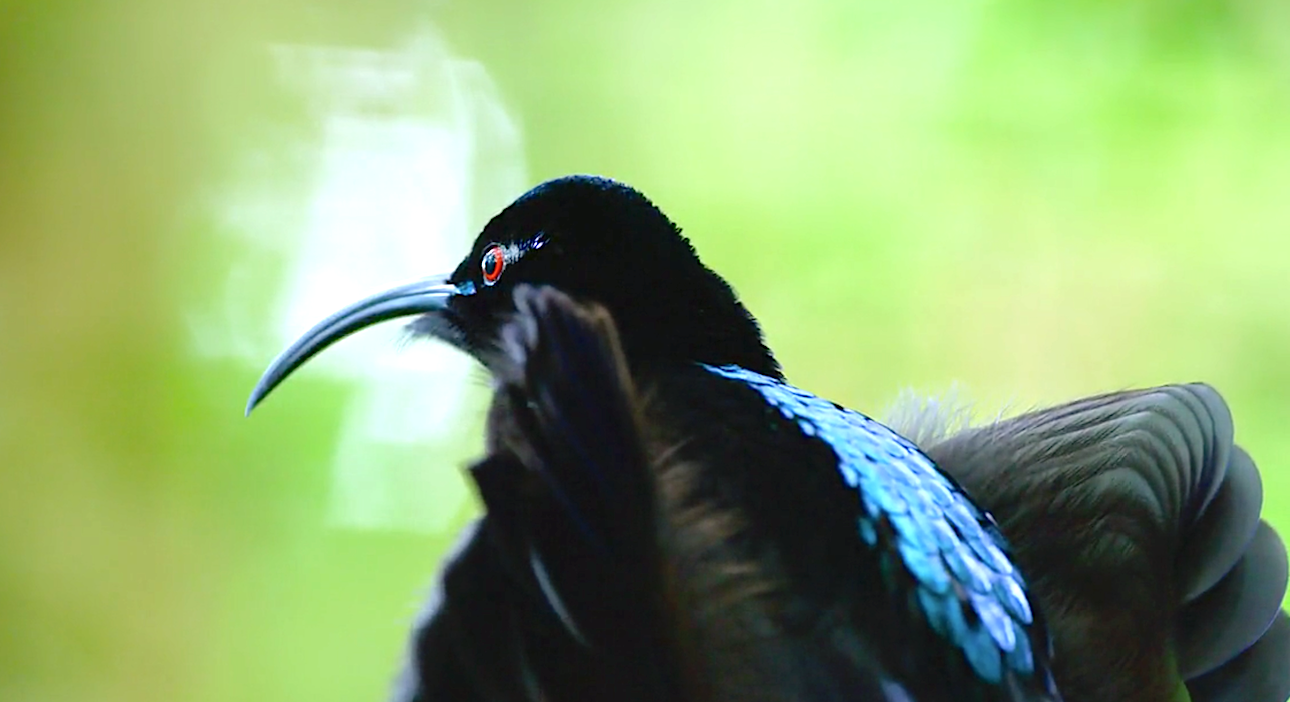 DANCING WITH THE BIRDS (2019): The Stunning Birds In Netflix Birds Of ...