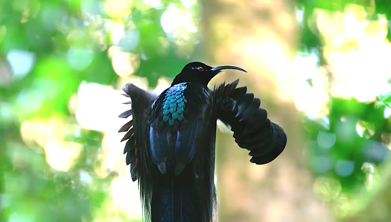 DANCING WITH THE BIRDS (2019): The Stunning Birds In Netflix Birds Of ...