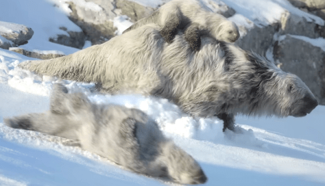 PREHISTORIC PLANET – ICE AGE (2025): New Trailer For Ice Age ...